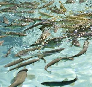 Injection for curing 'fish fears' | Nursing Times