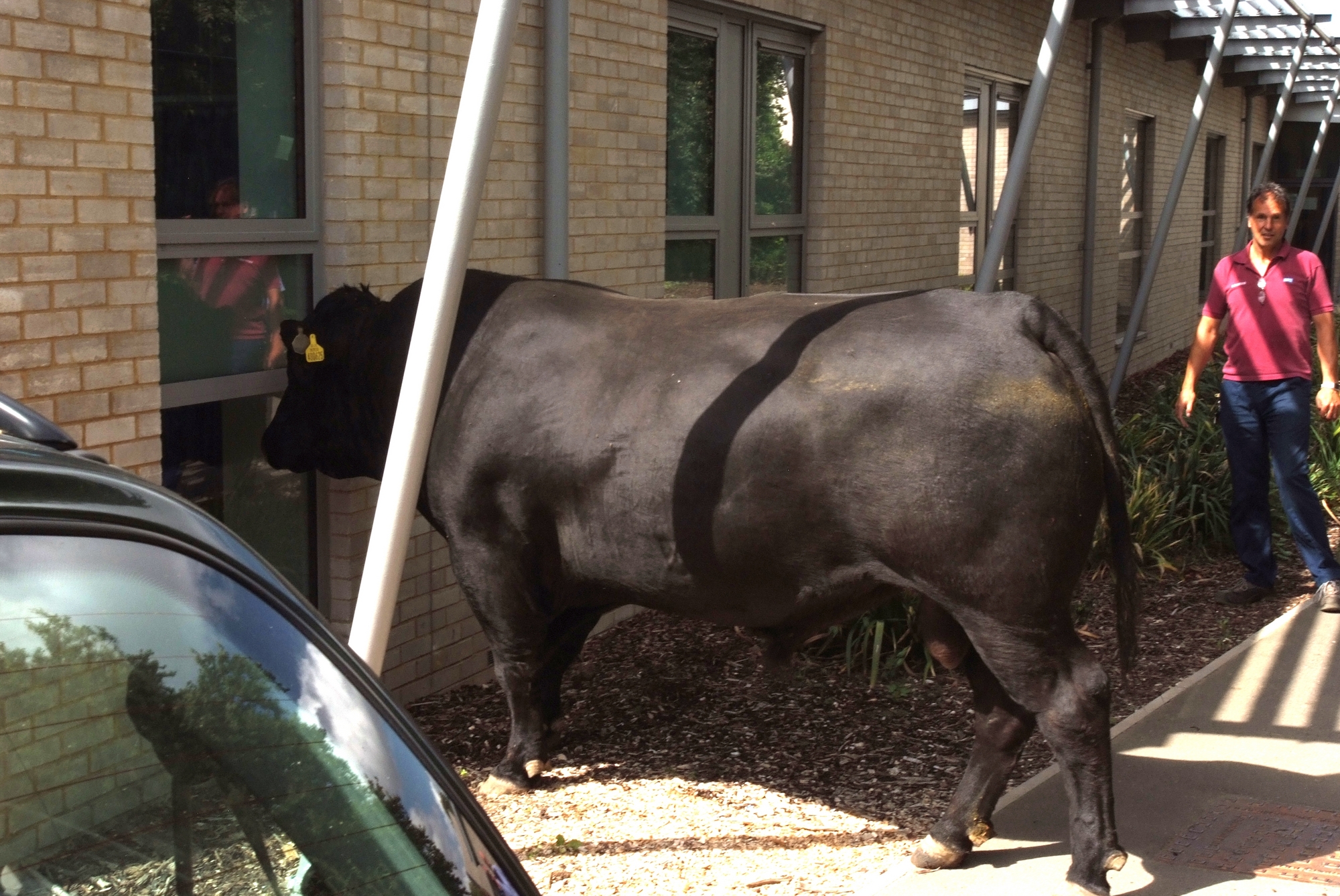 Runaway bull captured in hospital grounds | Nursing Times