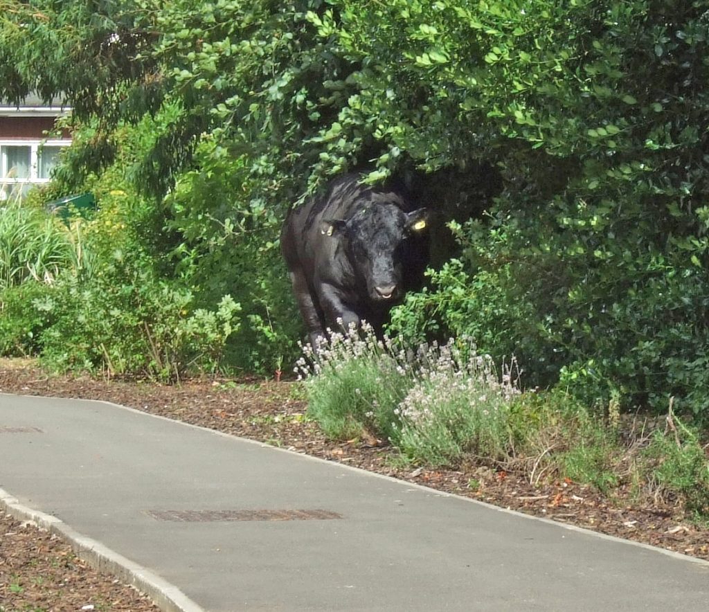 Runaway bull captured in hospital grounds | Nursing Times