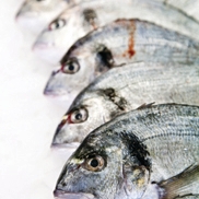 Fish pedicure risk 'very low' | Nursing Times