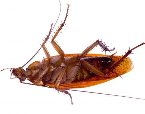 Cockroaches used in fight against MRSA | Nursing Times