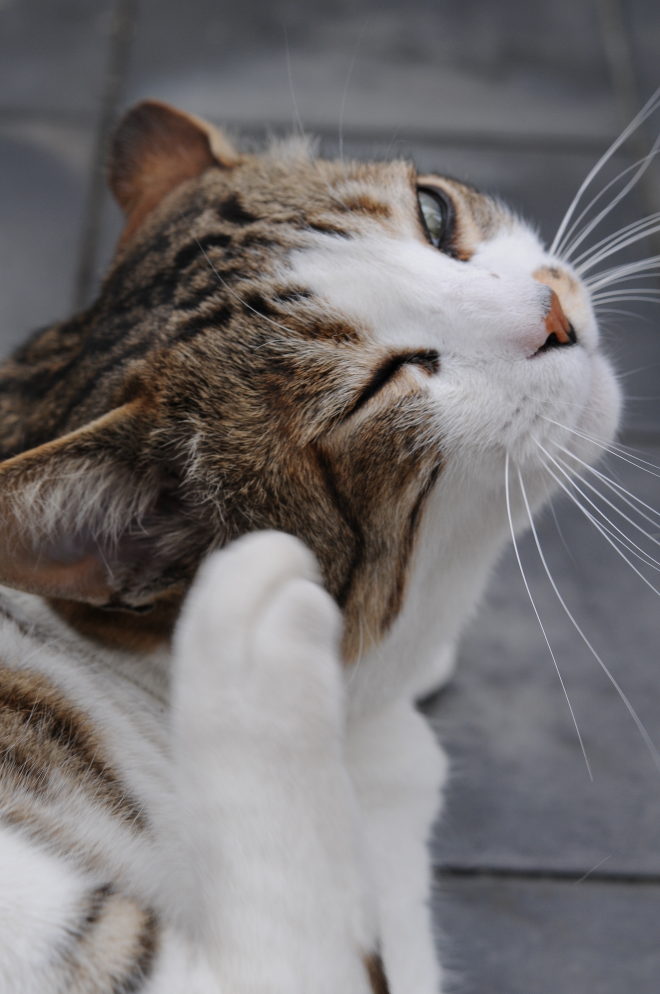 First cat-to-human TB infections reported | Nursing Times