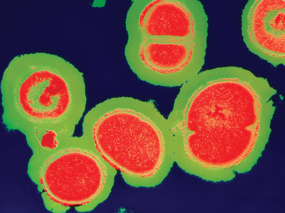 Nurses urged to verify 'penicillin allergy’ to avoid MRSA and C diff ...