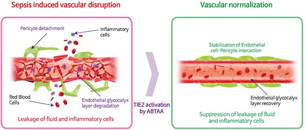 Blood vessel strengthening shows promise for sepsis | Nursing Times