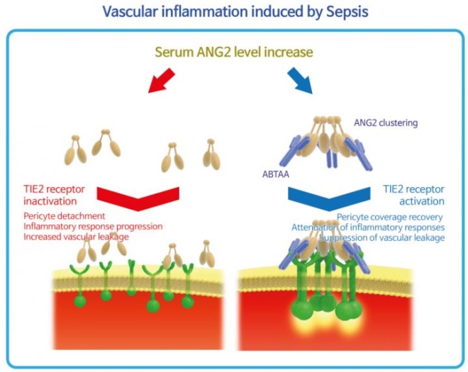 Blood vessel strengthening shows promise for sepsis | Nursing Times