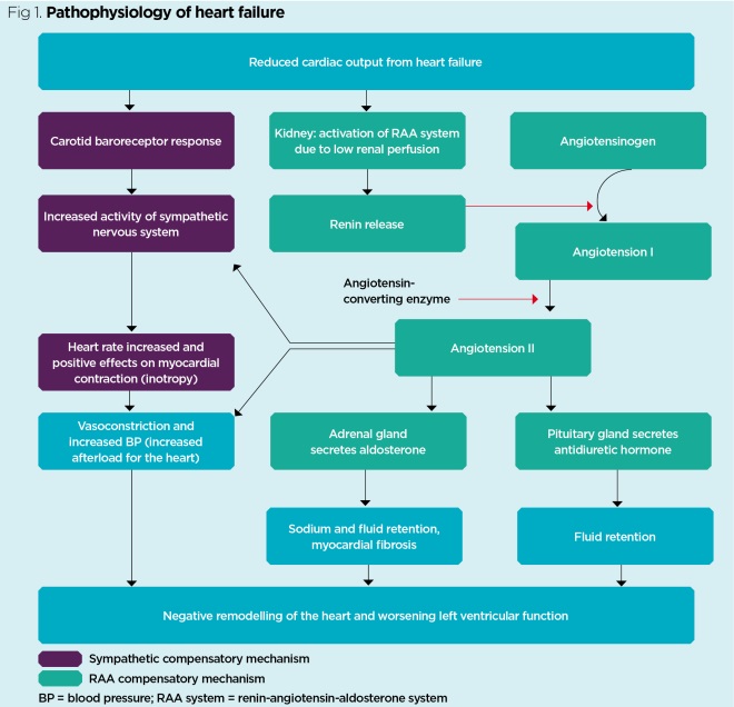 Labe Keulen Heilen Compensatory Mechanisms In Heart Failure Einfach 