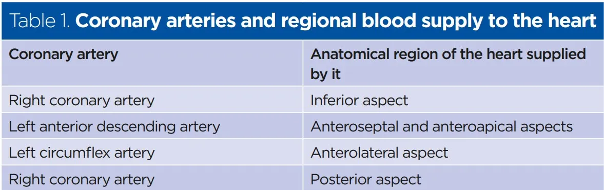 Cardiac system 1: anatomy and physiology | Nursing Times