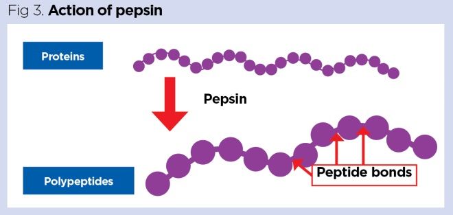 Gastrointestinal tract 2: the structure and function of the stomach ...