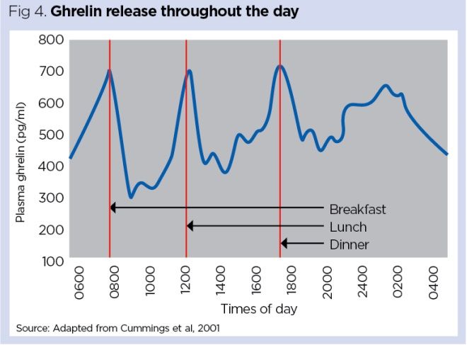 Gastrointestinal tract 2: the structure and function of the stomach ...