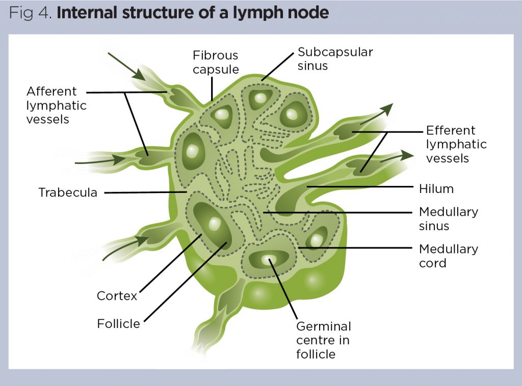 The Lymphatic System 2 Structure And Function Of The Lymphoid Organs The Lymphatic System 2 Structure And Function Of The Lymphoid Organs