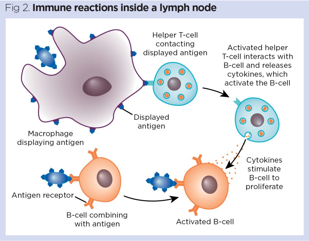 The Lymphatic System 3 Its Role In The Immune System Nursing Times The Lymphatic System 3 Its Role In The Immune System Nursing Times
