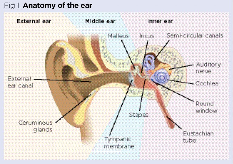 The structure and function of the ear and its role in hearing and ...