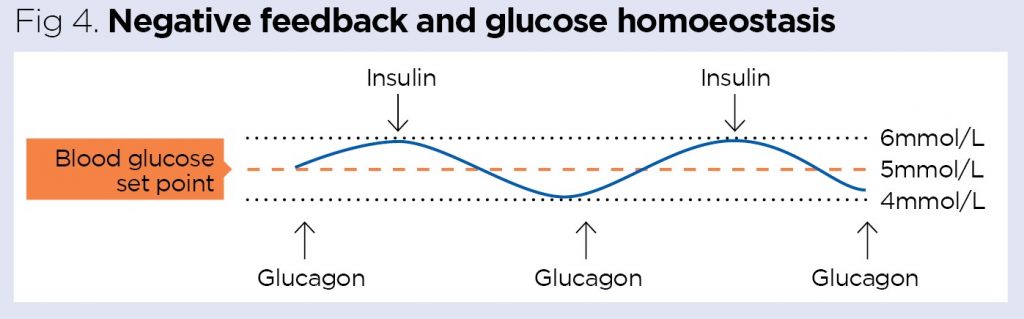Endocrine system 1: overview of the endocrine system and hormones ...