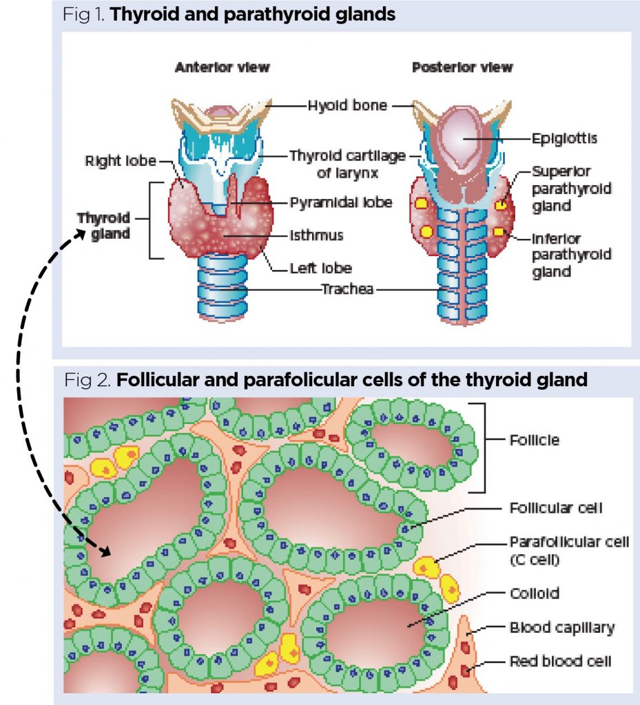 Thyroid Gland Anatomy And Physiology Thyroid Gland Anatomy And Physiology