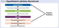 Endocrine system 3: thyroid and parathyroid glands | Nursing Times