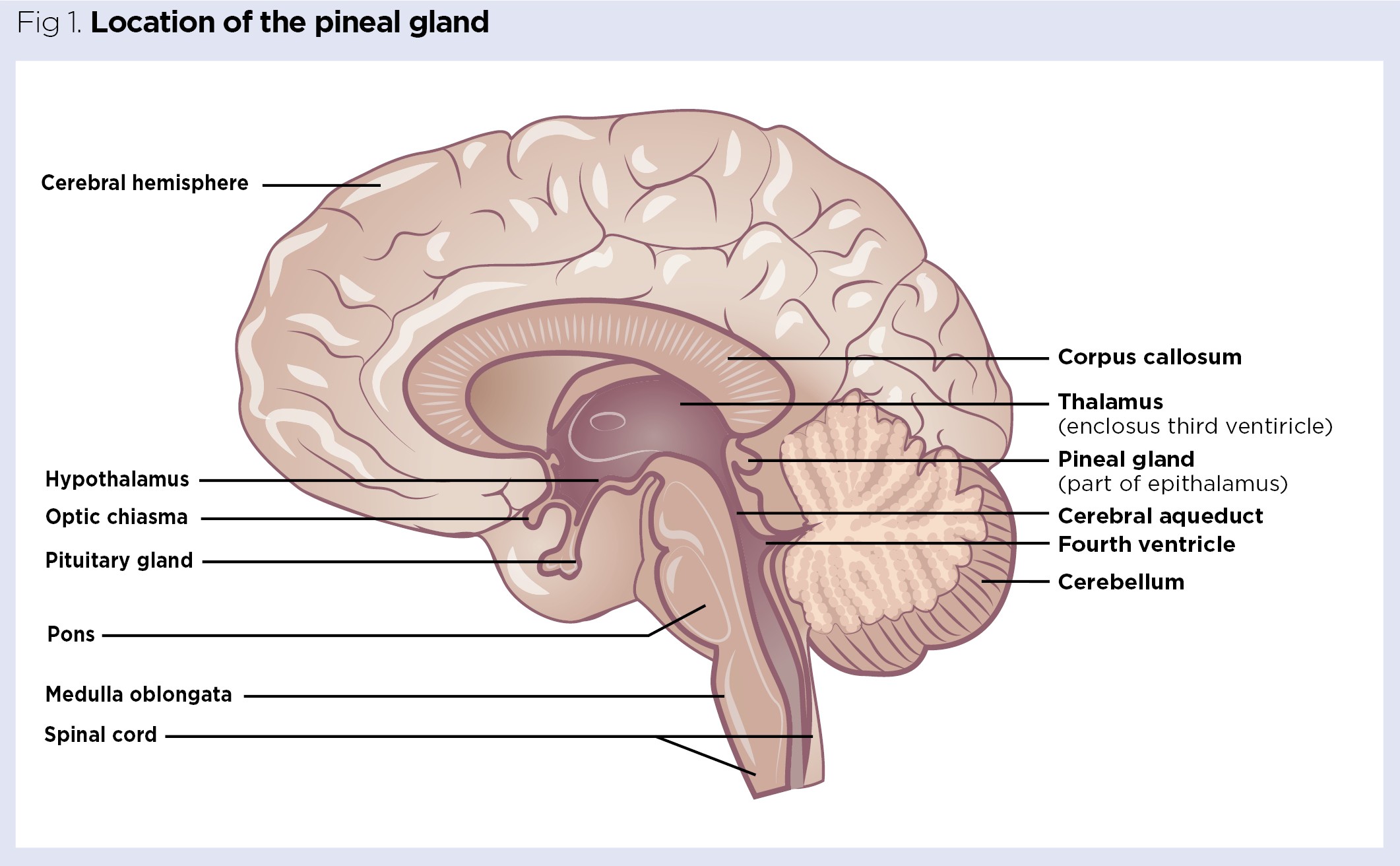 Endocrine System 5 The Functions Of The Pineal And Thymus Glands