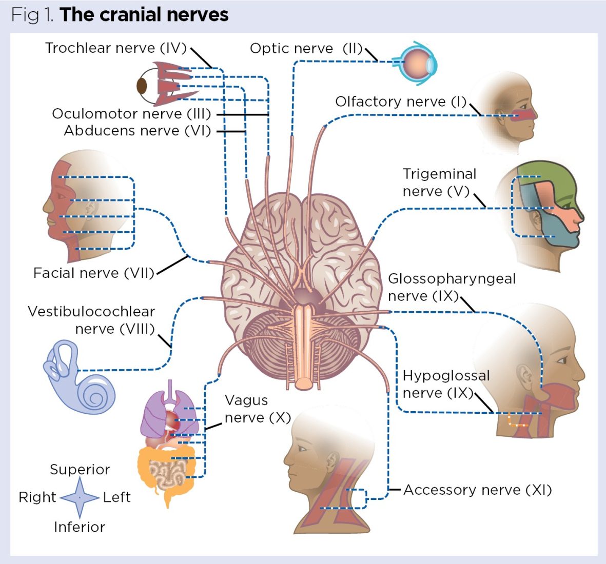 Nervous system 5: the peripheral nervous system – cranial nerves ...