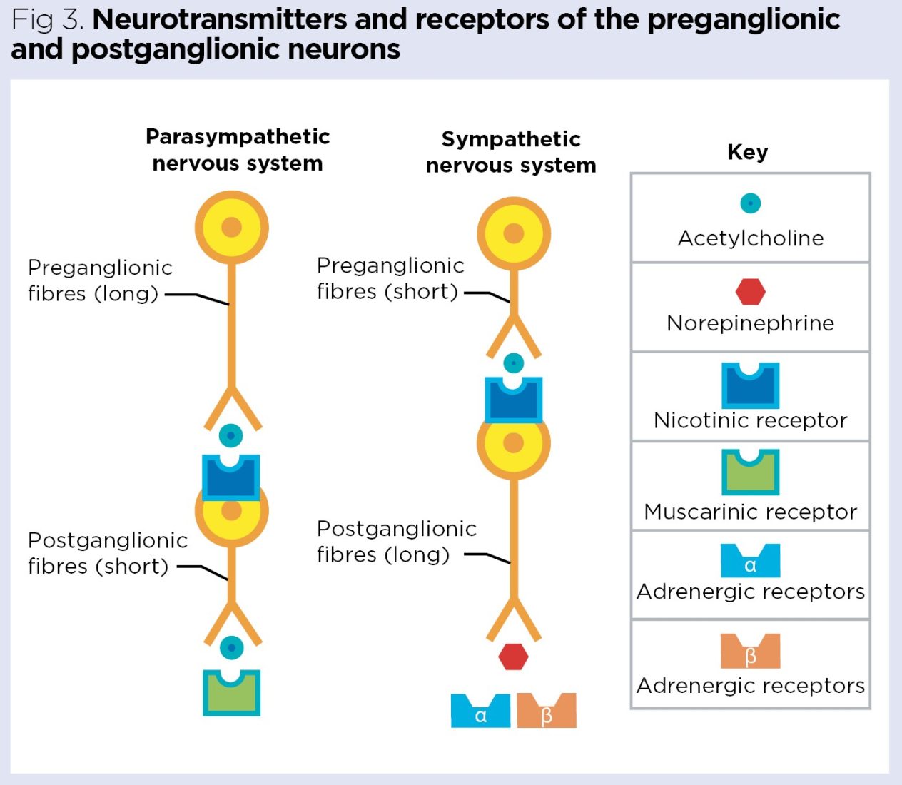 Nervous system 6: the autonomic nervous system – anatomy and function ...