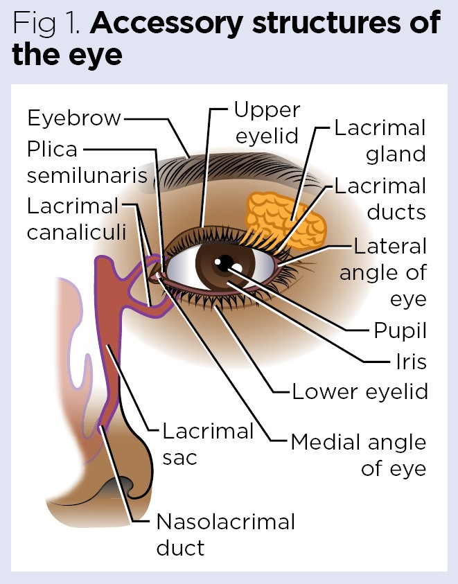Structure Of Eye Socket Infoupdate Structure Of Eye Socket Infoupdate