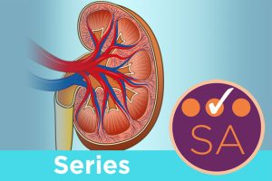 Renal system 1: the anatomy and physiology of the kidneys | Nursing Times