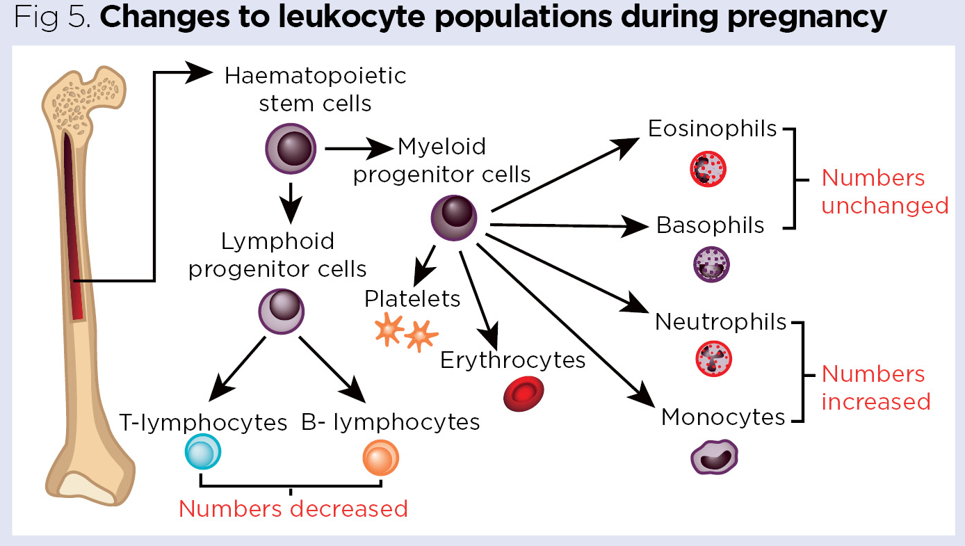 Pregnancy 4: effects on the digestive, lymphatic and immune systems ...