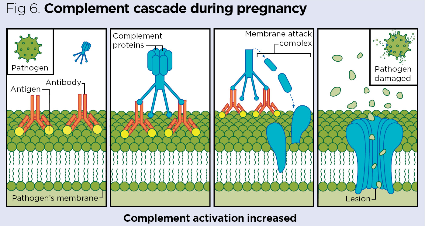 Pregnancy 4: effects on the digestive, lymphatic and immune systems ...