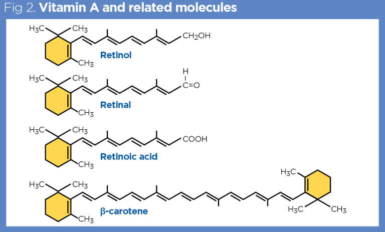 Vitamins A and C: their function and structure explained | Nursing Times