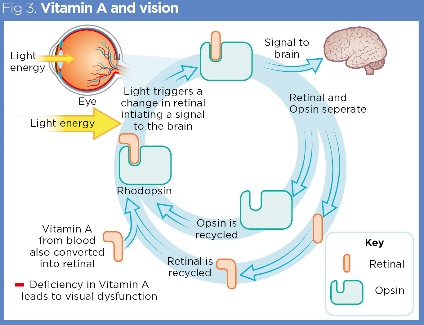 Vitamin A Structure New Technique Paves The Way For Efficient Vitamin