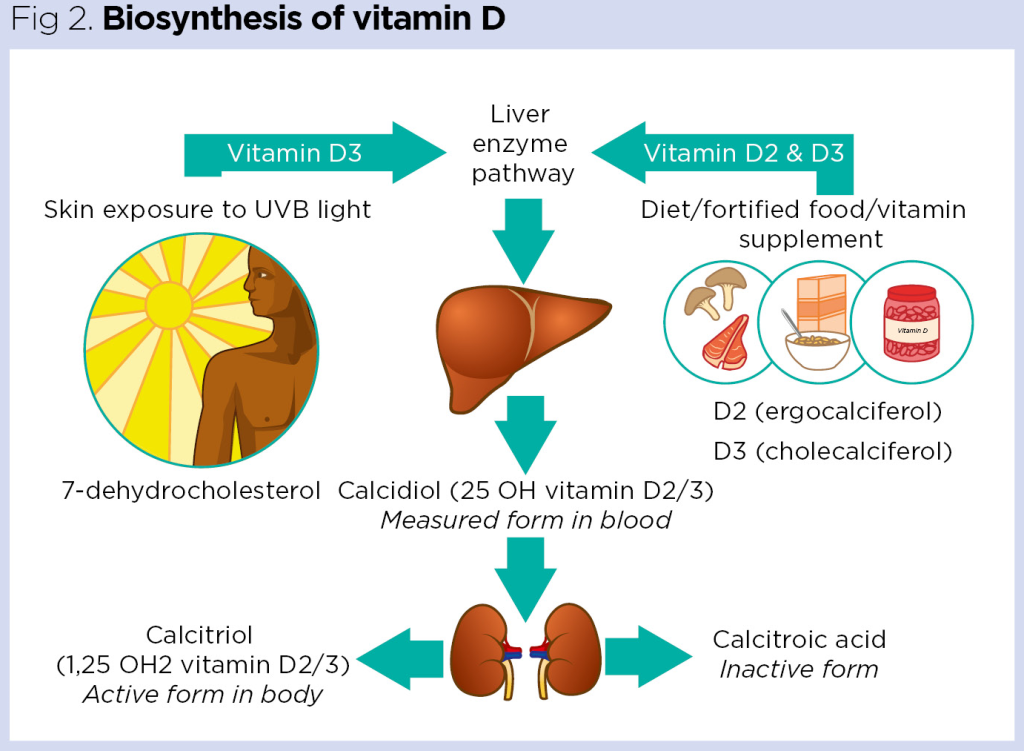 Vitamin D: the ‘sunshine vitamin’, its role and the effects of ...