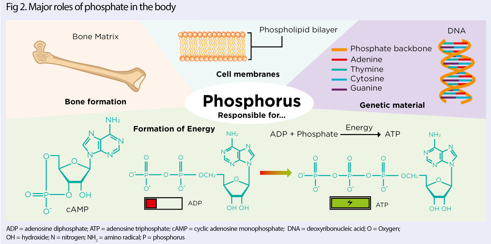 Macrominerals: exploring the role of inorganic macronutrients | Nursing ...