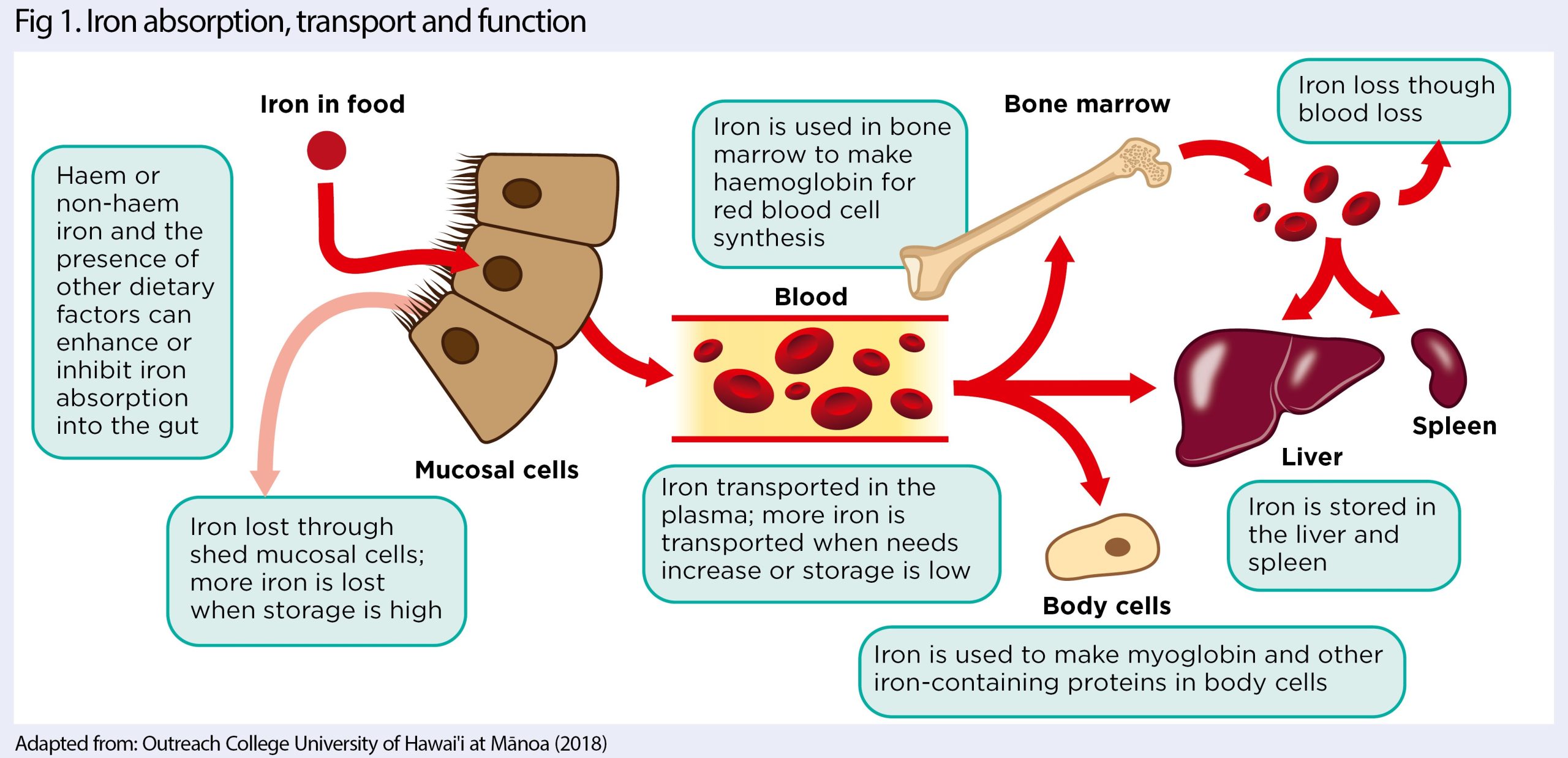 Magnesium and microminerals: roles, deficiency and excess | Nursing Times