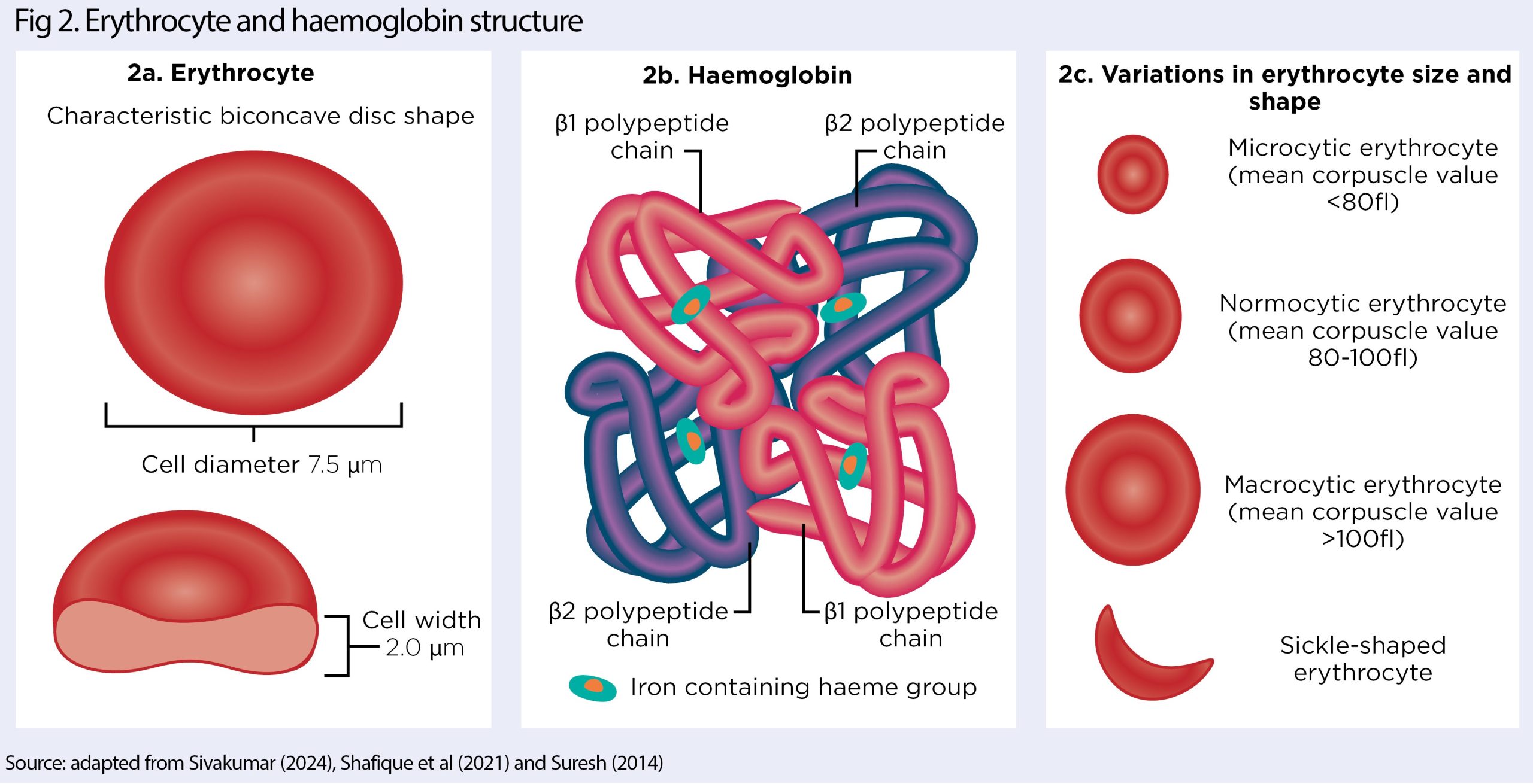 Understanding the causes, symptoms and treatments of anaemias | Nursing ...