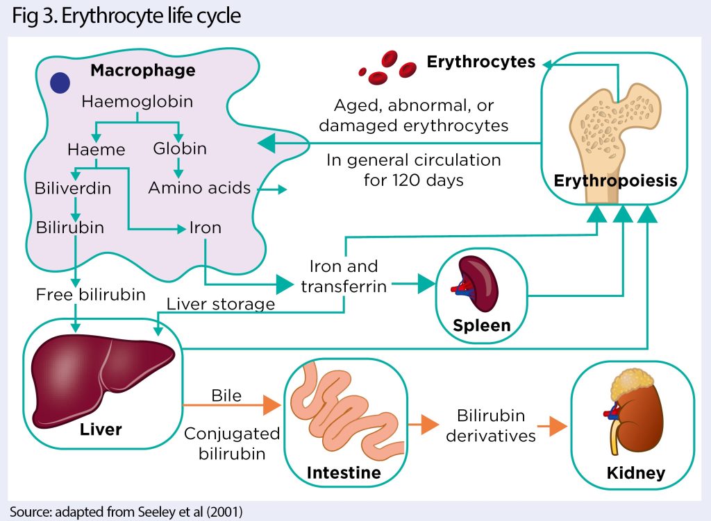 Folic Acid Deficiency Cks