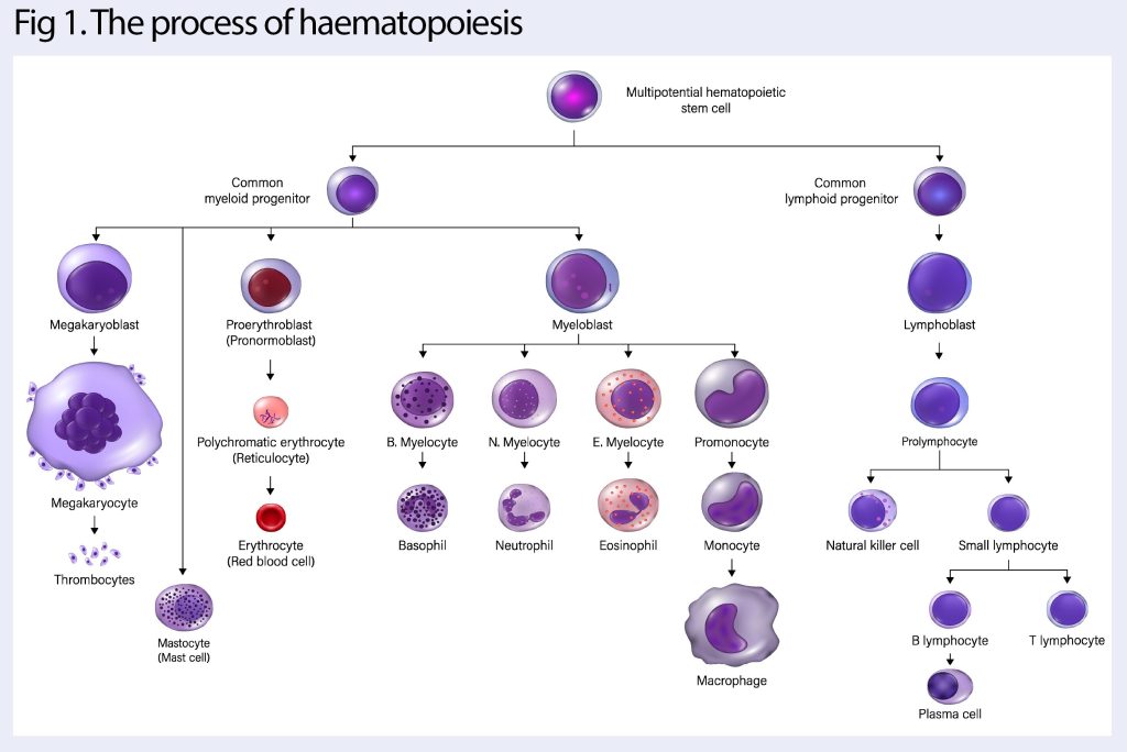 Understanding leukaemia: risk factors, symptoms and treatment | Nursing ...
