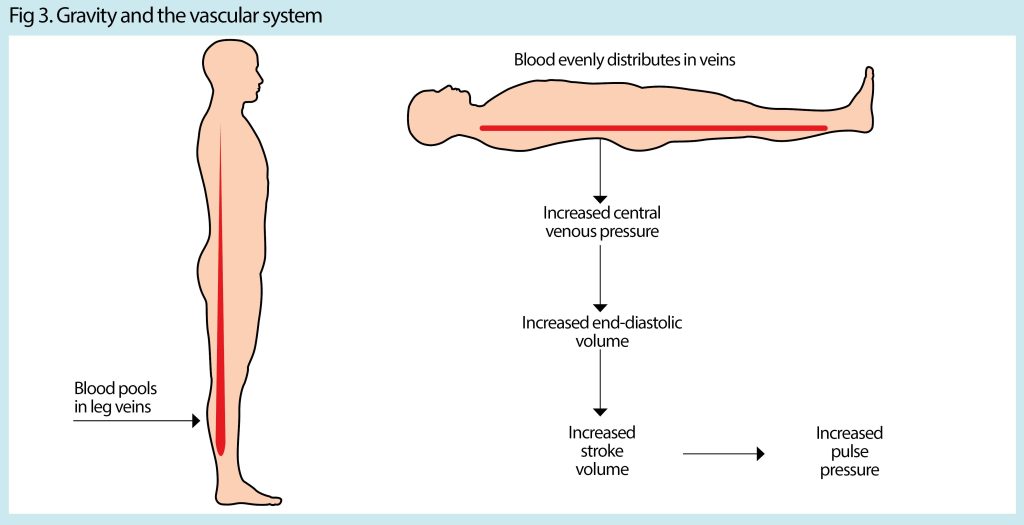 Orthostatic hypotension 1: the physiology of blood pressure regulation ...
