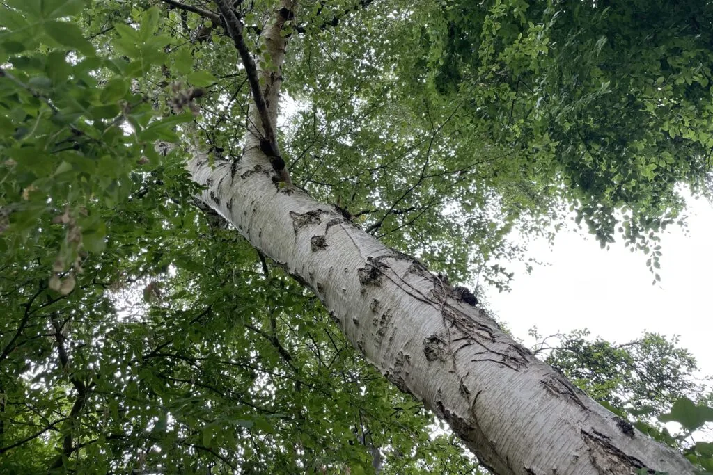 NICE backs immunotherapy pill for severe birch tree pollen allergy ...